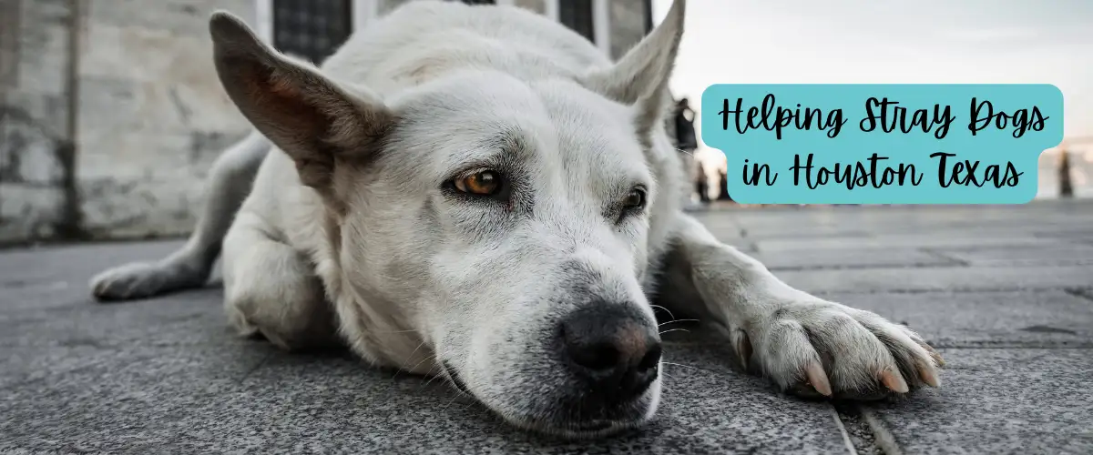 Stray Dog in Houston - How to Get Help